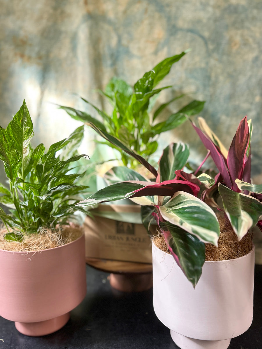 Gift Wrapped Plant and Large Designer Pot – Urban Jungle CBR